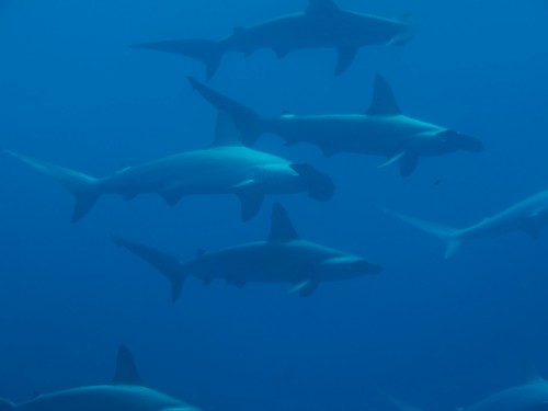 Shark Infested Waters - 3 Top Diving Spots!