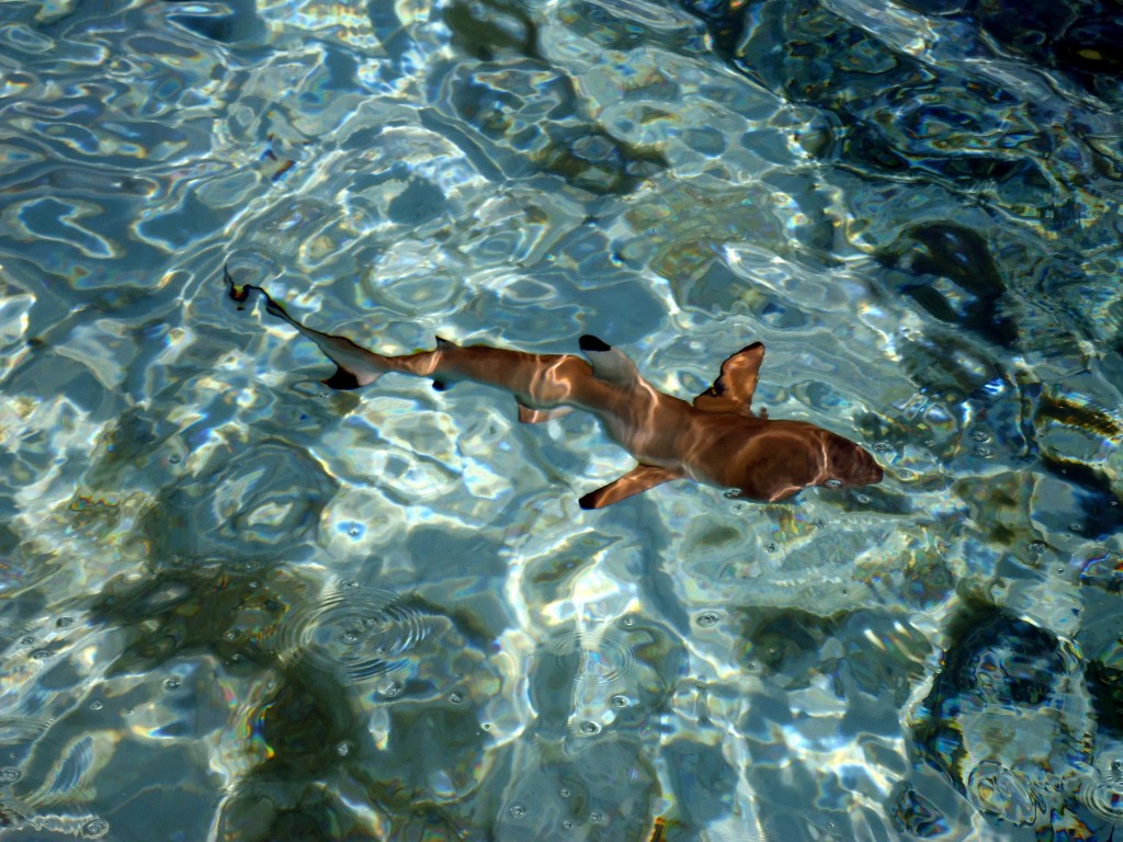 Shark Infested Waters - 3 Top Diving Spots!